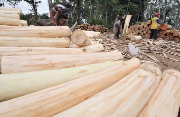 Mengenal Kayu Albasia: Karakteristik & Penggunaannya