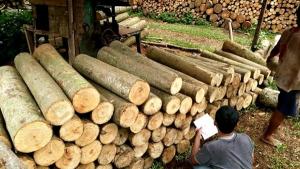 Mengenal Kayu Albasia: Karakteristik & Penggunaannya